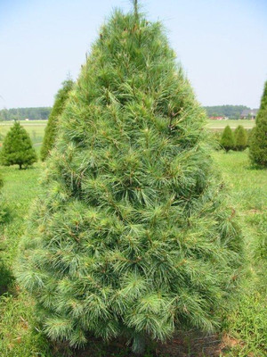 Fast Growing Trees For Sale | Buy Trees Online