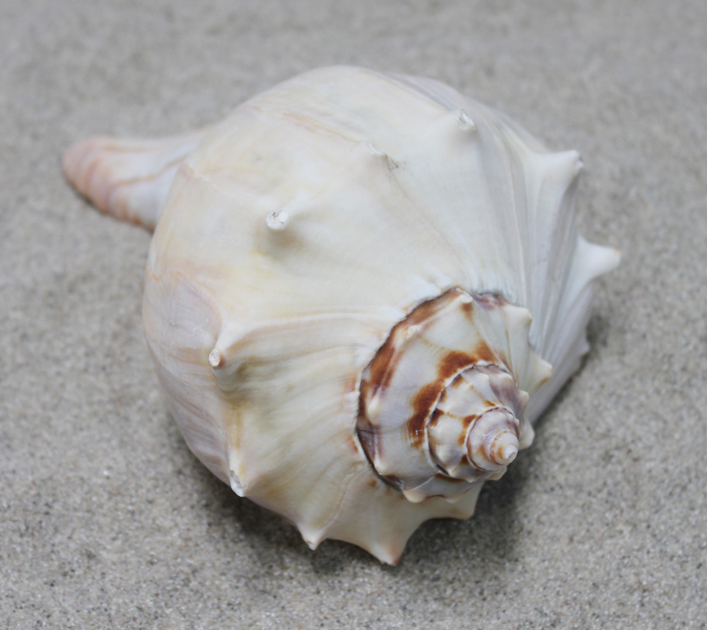 Atlantic Whelk Seashell - Medium to Large Shells - California Seashell ...