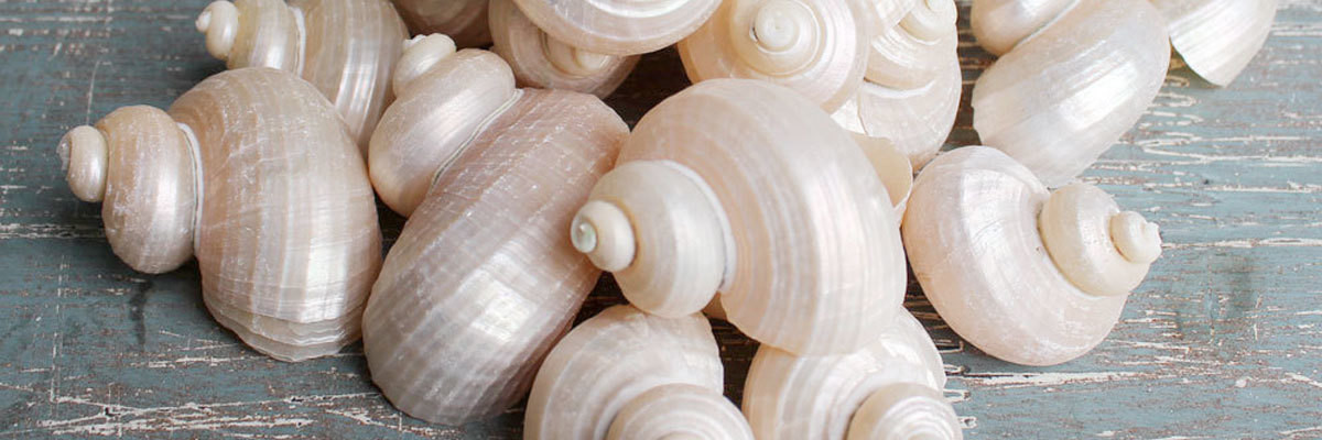 Turban Shells - Turbo Seashells - Decorative Shells - California ...