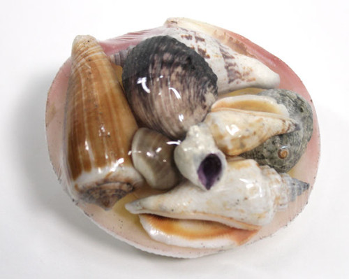 Polished Tiger Clam Half - Tigerina Clam Shell - California Seashell ...