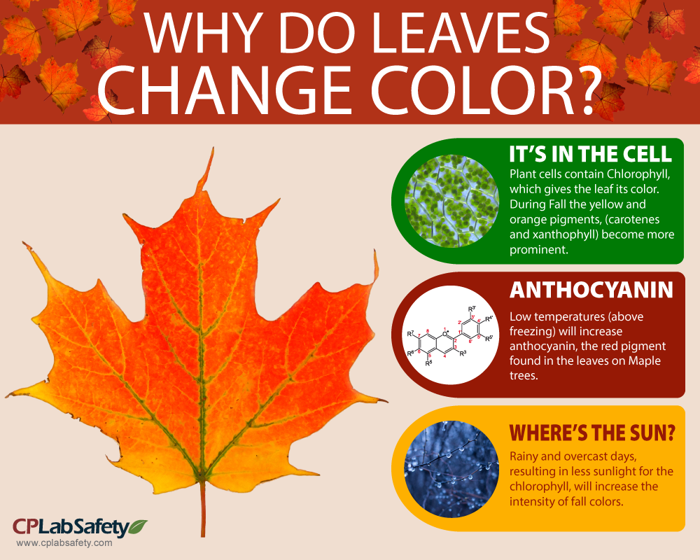 Fall Leaves Change 2025 Sara Fadillah