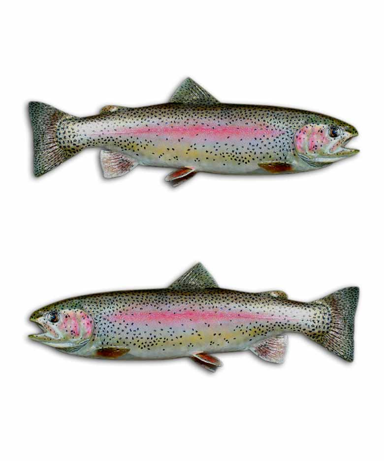 Rainbow Trout Fishing Stickers - Aftershock Decals