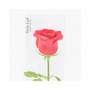 Appree Red rose sticky memo notes - fallindesign