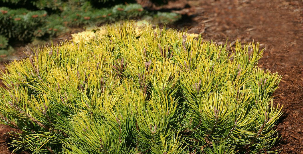 Pinus mugo ' Aurea ' Gold Mugo Pine - Kigi Nursery
