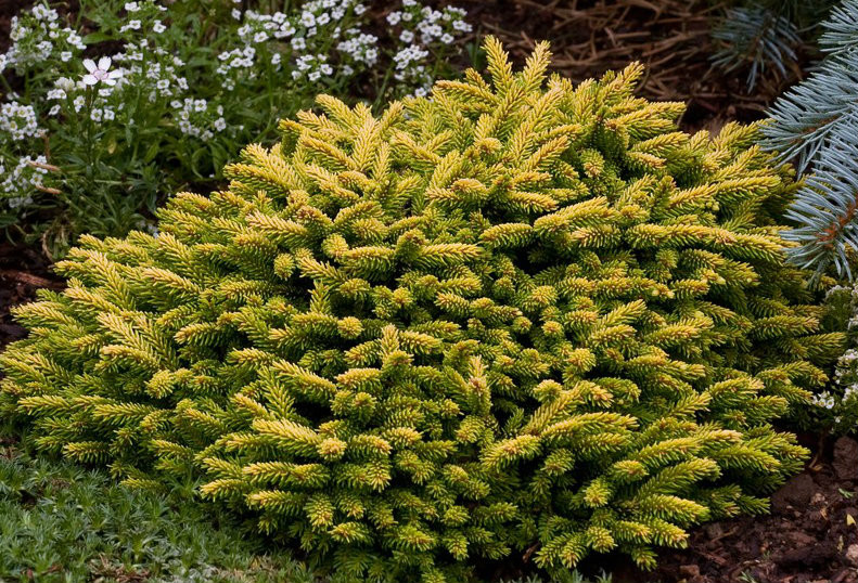 Picea orientalis ' Tom Thumb ' Miniature Oriental Spruce - Kigi Nursery