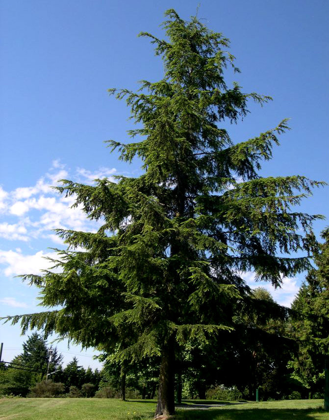 Tsuga heterophylla Western Hemlock - Kigi Nursery