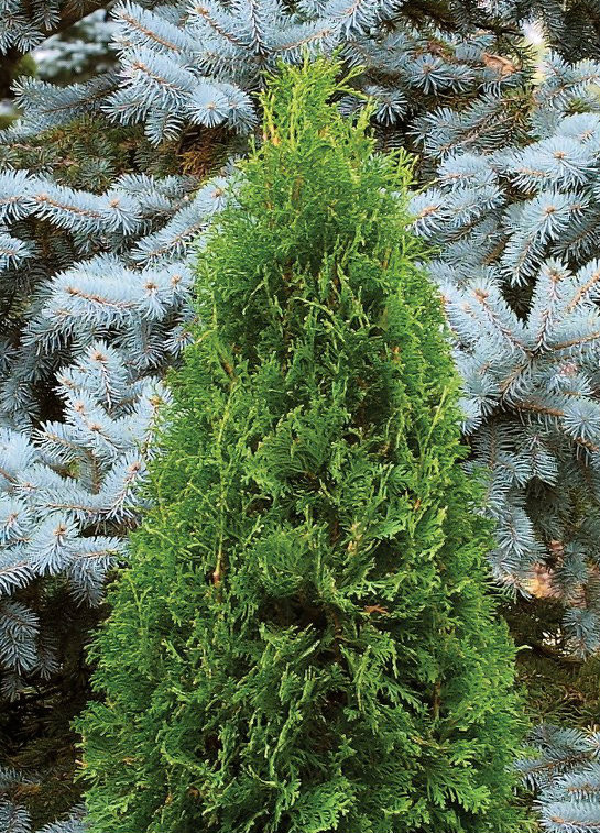 Thuja occidentalis ' Rushmore ' Narrow Eastern Arborvitae - Kigi Nursery