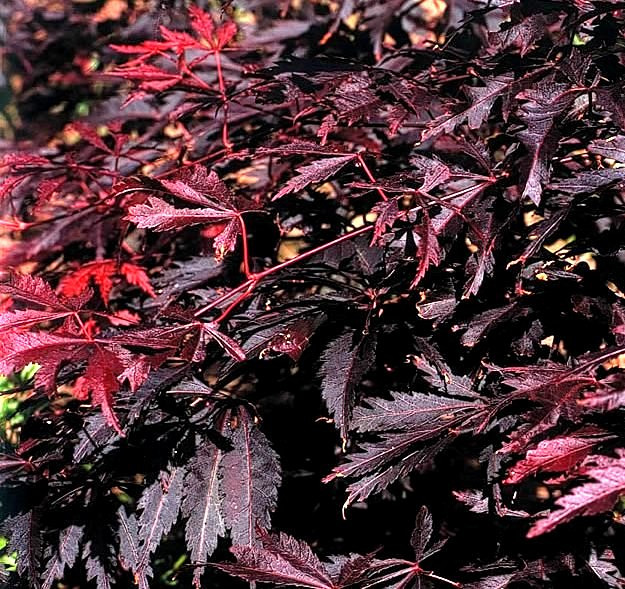 Acer palmatum ' Burgundy Lace ' Japanese Maple - Kigi Nursery