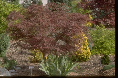 Acer palmatum ' Red Pygmy ' Dwarf Japanese Maple Tree - Kigi Nursery