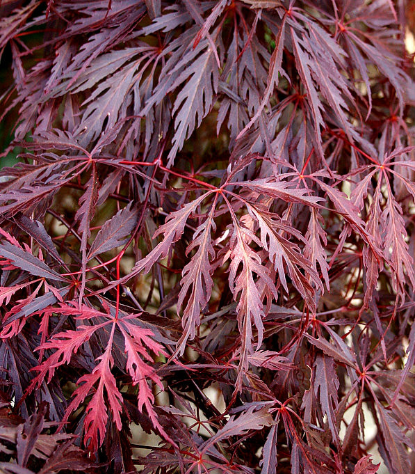 Acer palmatum dissectum ' Garnet ' Cutleaf Japanese Maple - Kigi Nursery