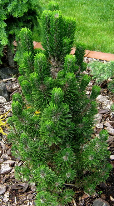 Pinus cembra ' Tip Top ' Dwarf Columnar Swiss Stone Pine - Kigi Nursery