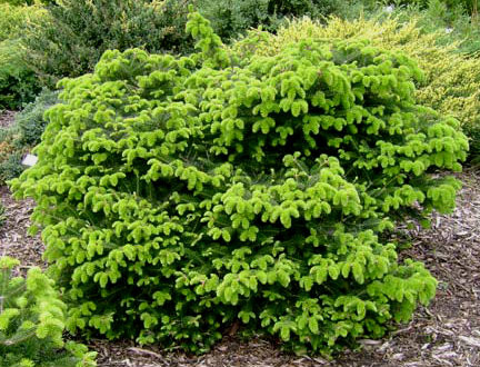 Abies alba ' Pectinana Compacta ' Dwarf Silver Fir - Kigi Nursery