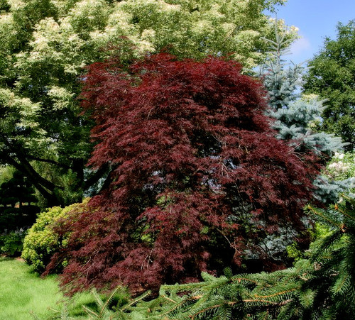Acer palmatum dissectum ' Red Dragon ' Weeping Japanese Maple Tree ...