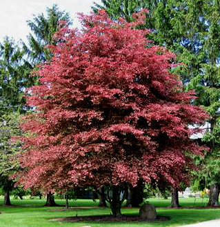 Fagus sylvatica ' Riversii ' Purple European Beech Tree - Kigi Nursery