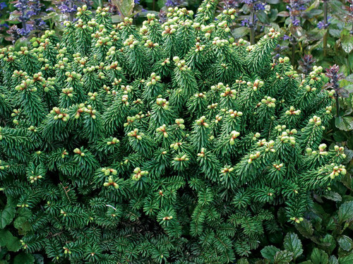 Abies balsamea ' Tyler Blue ' Balsam Fir - Kigi Nursery