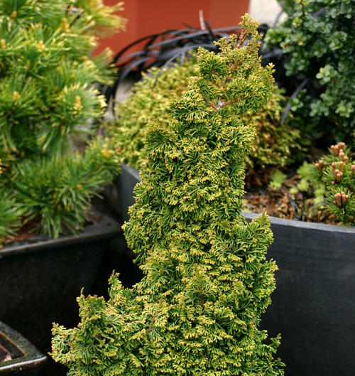 Chamaecyparis obtusa ' Verdoni ' Dwarf Golden Hinoki Cypress - Kigi Nursery