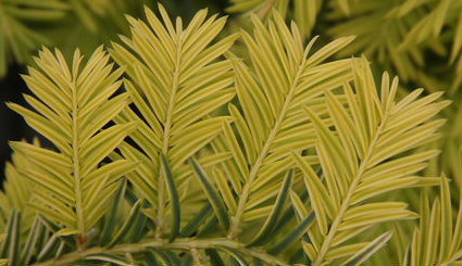 Taxus baccata ' Watnong Gold ' Dwarf Spreading Golden English Yew ...