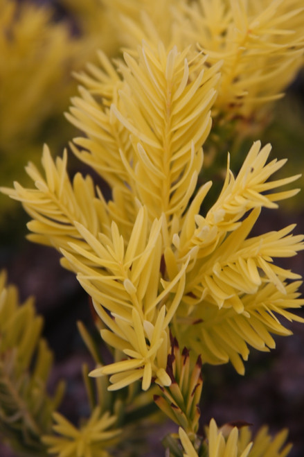 Taxus cuspidata ' Rezek's Gold ' Dwarf Golden Japanese Yew - Kigi Nursery