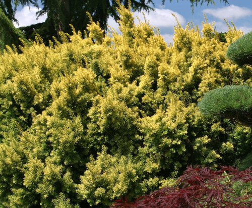 Cephalotaxus harringtonia ' Hedgehog ' Dwarf Japanese Plum Yew - Kigi ...
