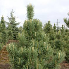 Pinus cembra ' Westerstede ' Dwarf Upright Swiss Stone Pine - Kigi Nursery