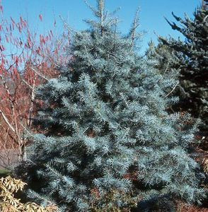 Abies balsamea ' Tyler Blue ' Balsam Fir - Kigi Nursery