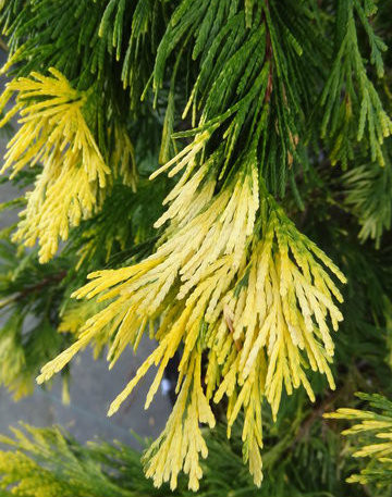 Calocedrus decurrens ' Maupin Glow ' Golden Incense Cedar - Kigi Nursery