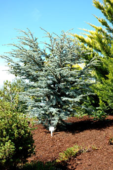 Cedrus deodara ' Feelin Blue ' Weeping Himalayan Cedar - Kigi Nursery