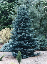 Abies balsamea ' Tyler Blue ' Balsam Fir - Kigi Nursery