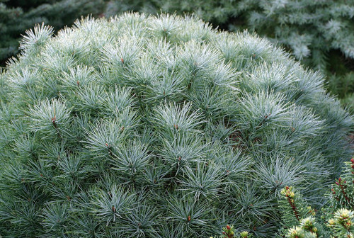 Pinus strobus ' Sea Urchin ' Dwarf Eastern White Pine - Kigi Nursery