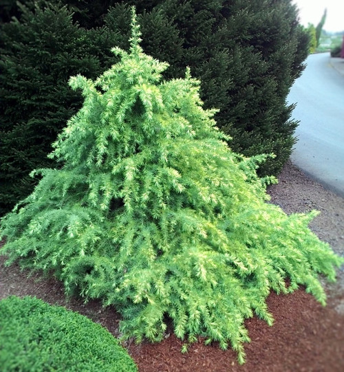 Cedrus deodara ' Snow Sprite ' White Tipped Himalayan Cedar - Kigi Nursery