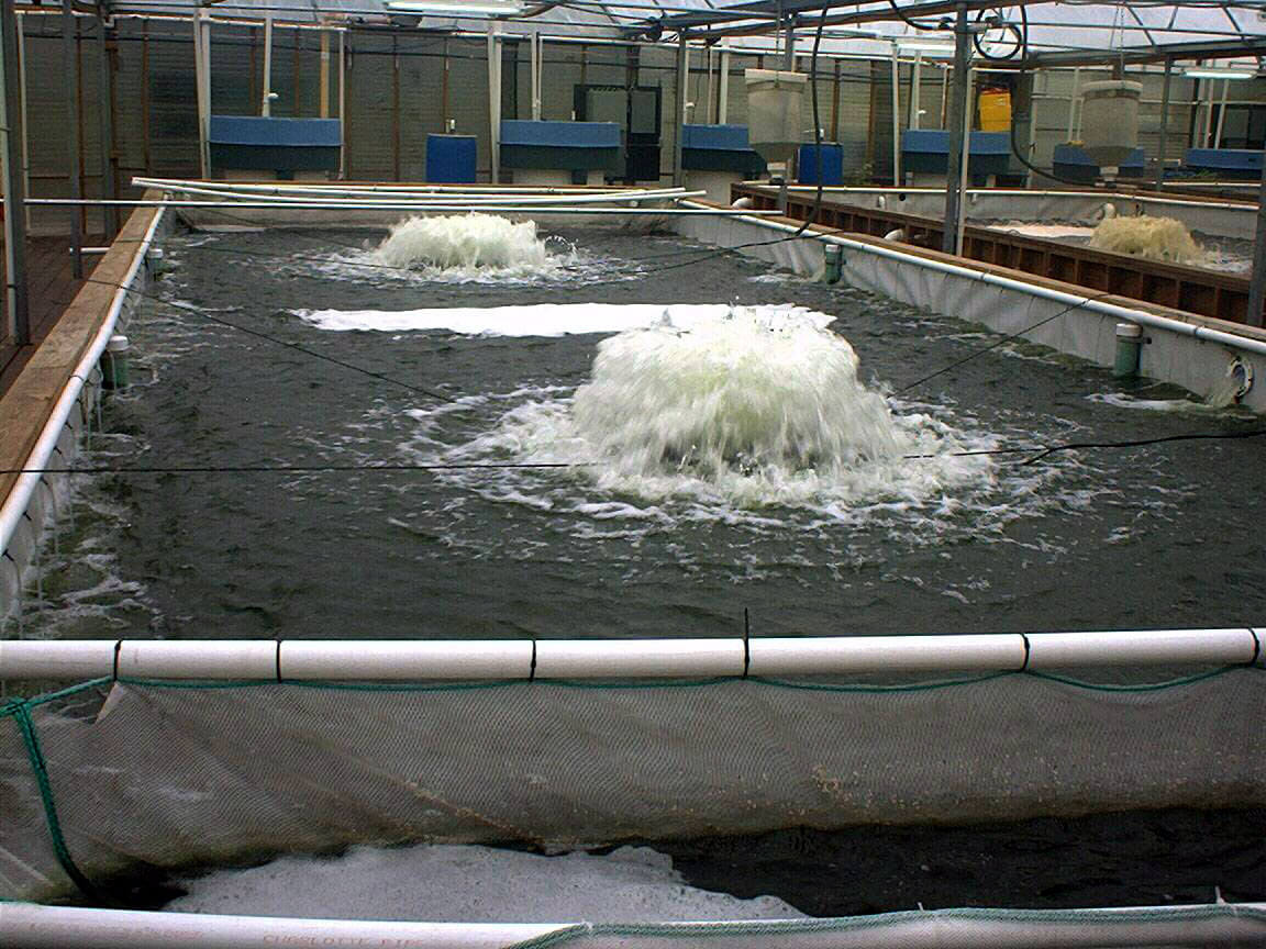 Kasco Surface Aerator | Lake & Pond Aeration