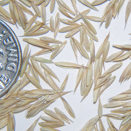 Pubescent Wheatgrass - Sharp Bros. Seed Co.