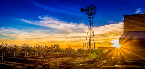 PistachioLand: Pistachio Tree Ranch & Arena Blanca Winery