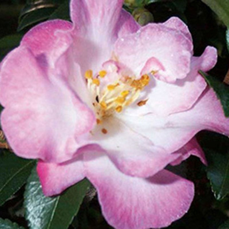 October Magic Orchid Camellia | PlantAddicts.com