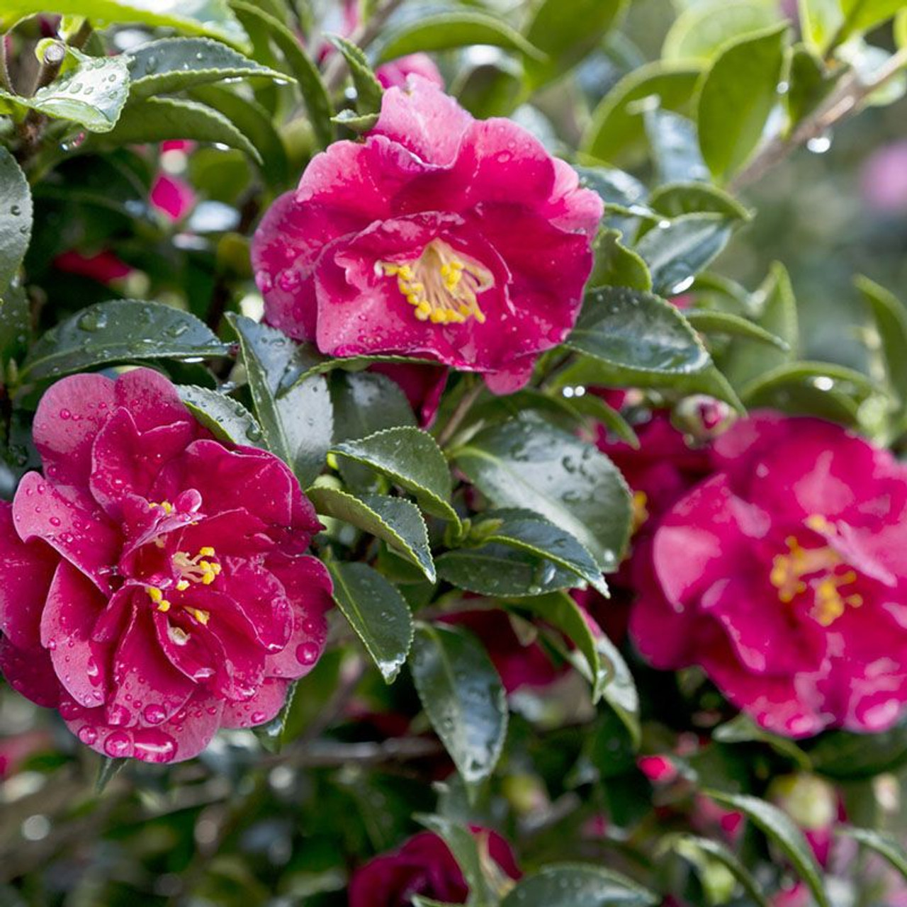 October Magic Ruby Camellia | PlantAddicts.com October Magic Ruby Camellia | PlantAddicts.com