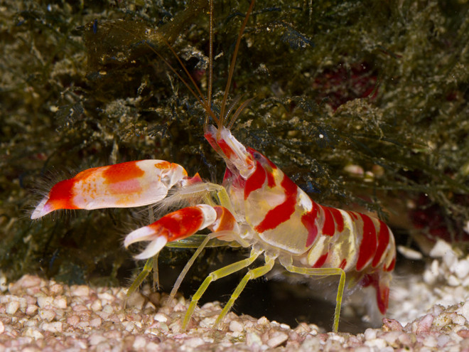 Randalls Pistol Shrimp (Alpheus randalli) - Aquarium Depot