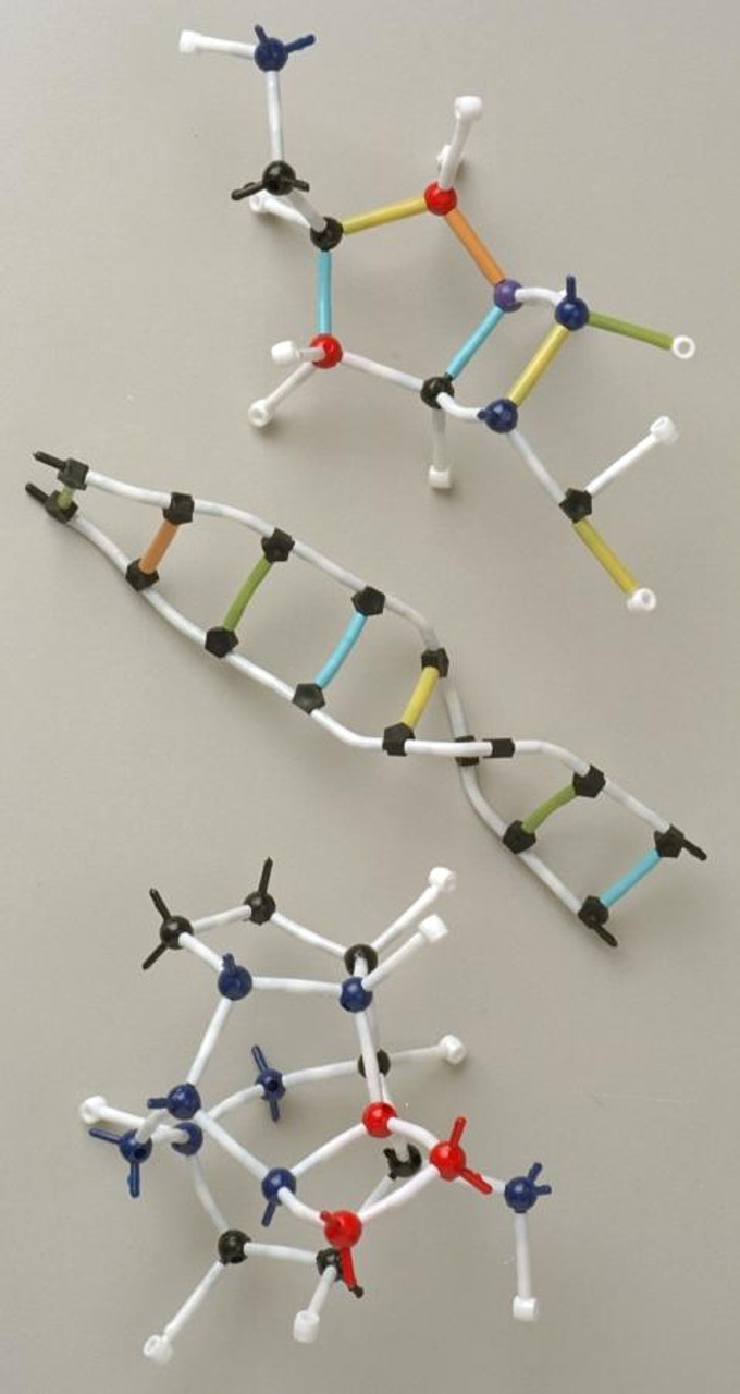 DNA Molecular Model Kit Build A Double Helix dna-molecular-model-kit-build-a-double-helix