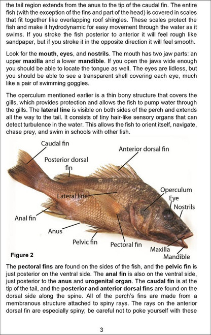 Perch Dissection Guide Perch Dissection Guide