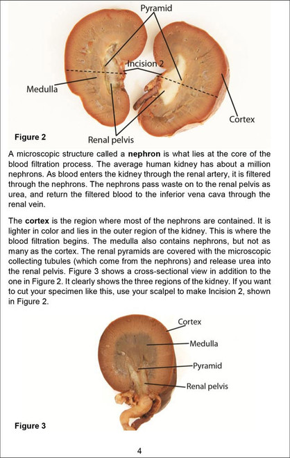 Kidney, mammal, dissection guide