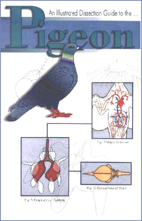 Bird Dissection Guide - Pigeon