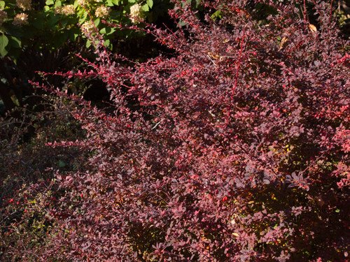 Barberry, Ruby Carousel - Jerry Anderberg & Associates
