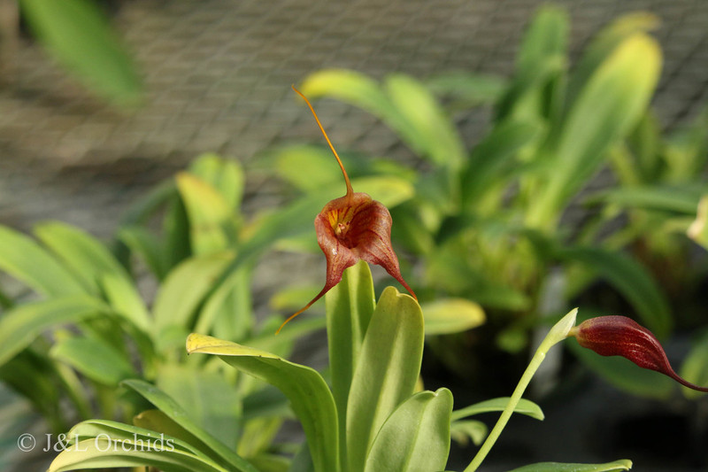 Orchid Alliances - Masdevallia - J&L Orchids