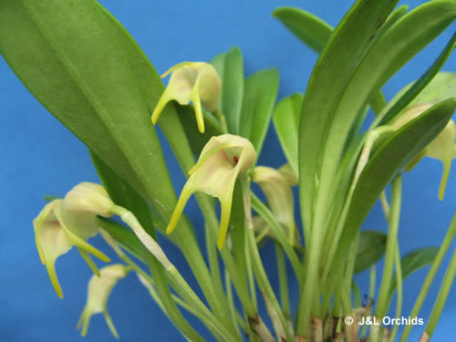 Orchid Alliances - Masdevallia - J&L Orchids